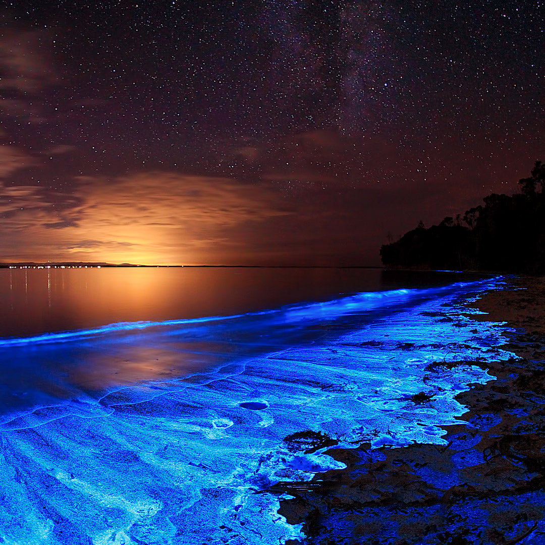 bioluminescent algae kit